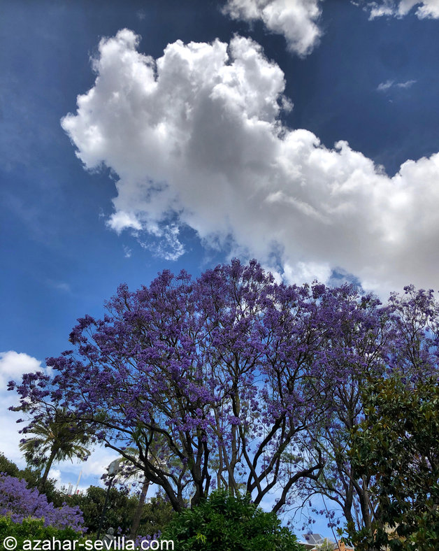 jacaranda 2020 | casa azahar