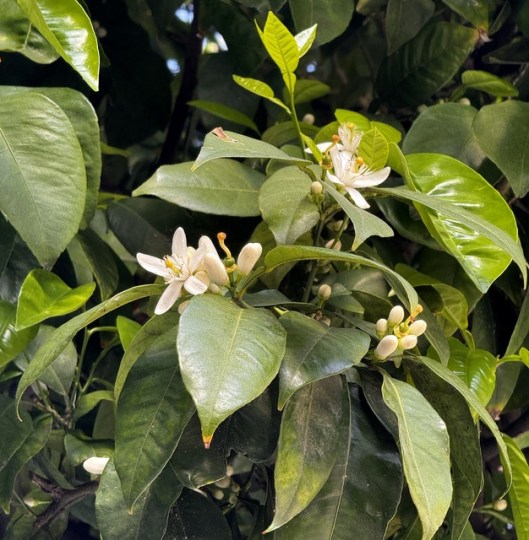 azahar 2025 | casa azahar